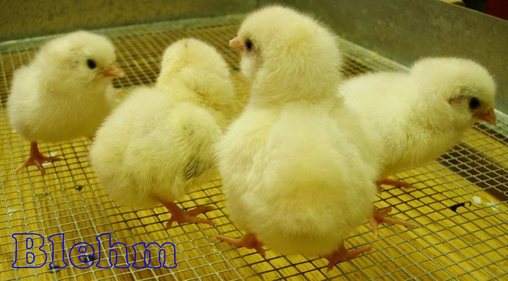 Ameraucana Photos | The Ameraucana Alliance