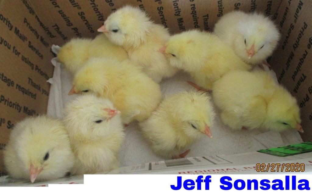 Ameraucana Photos | The Ameraucana Alliance