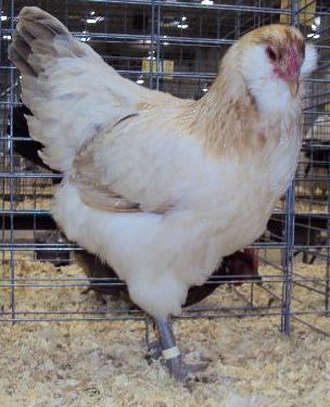 Ameraucana Photos | The Ameraucana Alliance